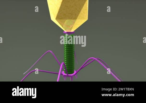 Bacteriophage Stock Videos & Footage - HD and 4K Video Clips - Alamy