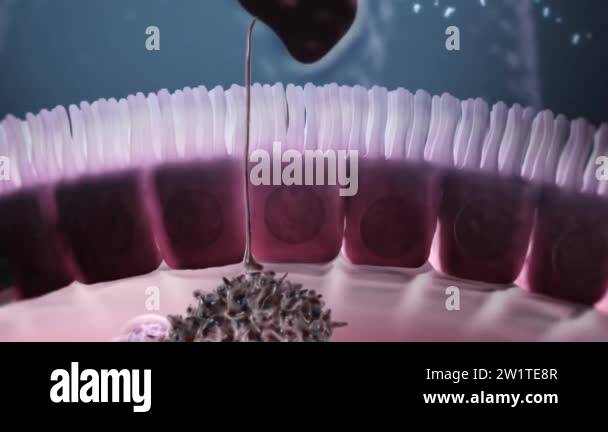 Immune system and defense system. Defense cells in the blood and other ...