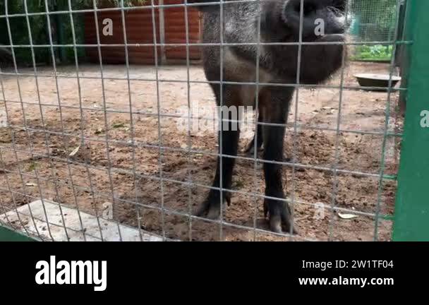 Hungry, weak and sick unhappy wild pig hog boar locked in a cage behind ...