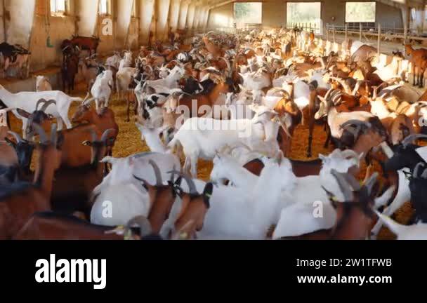 Large Livestock Farm for goats and cattle. Goats walking on the farm ...