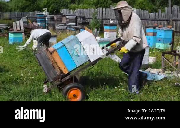 Beekeepers moving hand trolley with bee hives from apiary to extraction ...