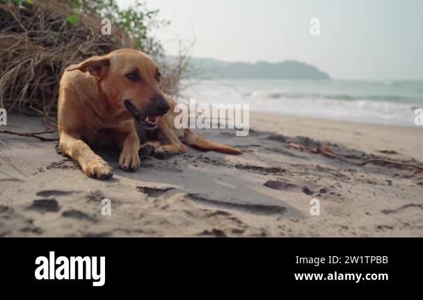 Caribbean dog beach Stock Videos & Footage - HD and 4K Video Clips - Alamy