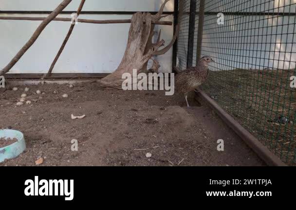 Female pheasant running from corner to corner in the cage at a poultry ...
