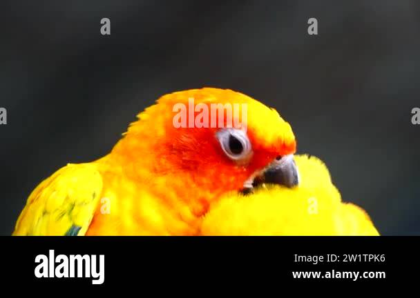 4K The sun parakeet beautiful colours of yellow orange and red ...