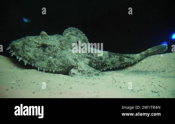 monkfish anglerfish lophius underwater on sand montpellier seaquarium ...