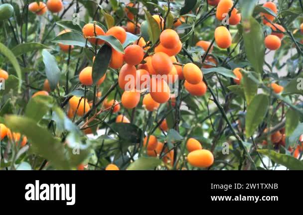 Kumquat or Fortunella chinese citrus tree in the garden. 4K Stock Video ...