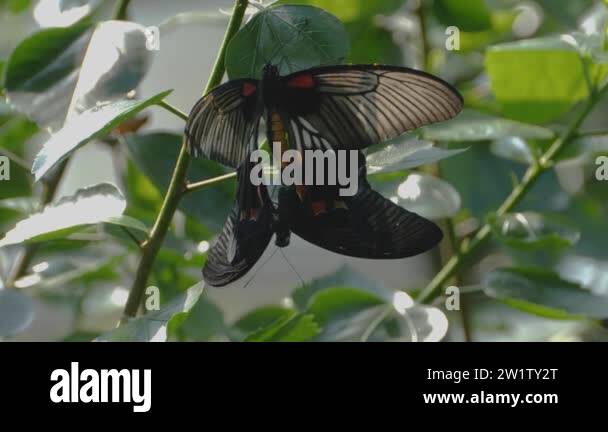 Mimicry in butterflies Stock Videos & Footage - HD and 4K Video Clips ...