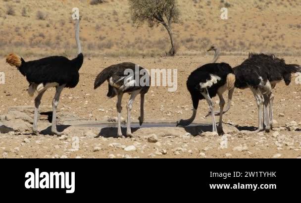 Group of ostriches (Struthio camelus) drinking water at a waterhole ...