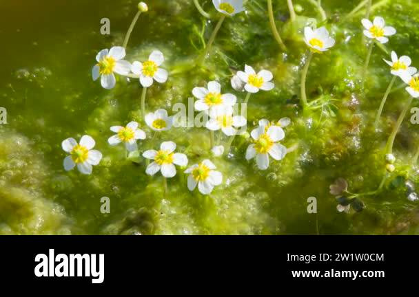 Cute Flowering Swamp Slime. Swampy bubbly mucus blossomed with cute ...