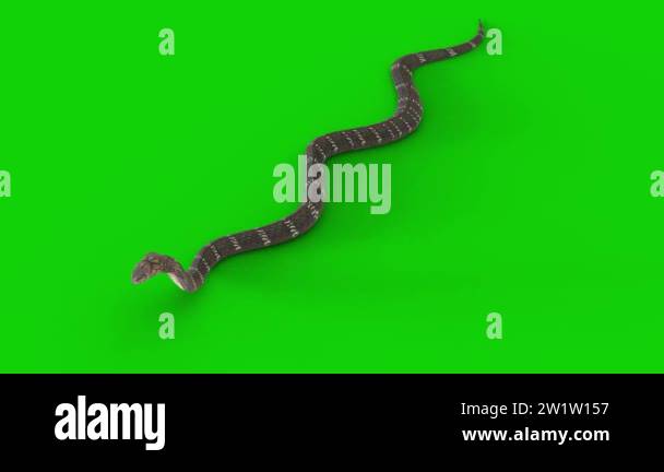 Green anaconda bite Stock Videos & Footage - HD and 4K Video Clips - Alamy