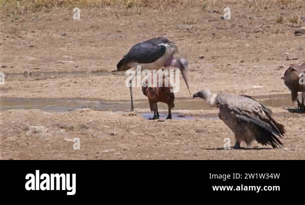 African white-backed vulture, gyps africanus, Group standing in Water ...