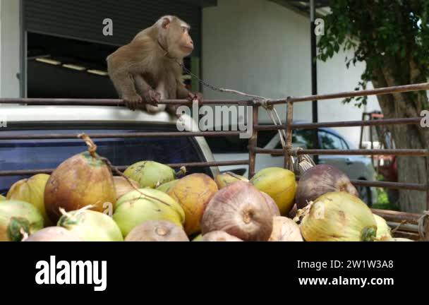 Cute monkey worker rest from coconut harvest collecting. The use of ...