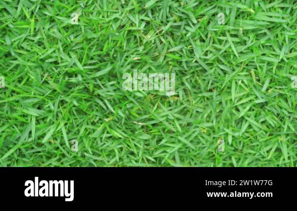Lay turf pattern Stock Videos & Footage - HD and 4K Video Clips - Alamy