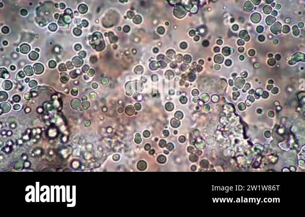 The microflora of fermented milk ayran is spherical lactic acid ...