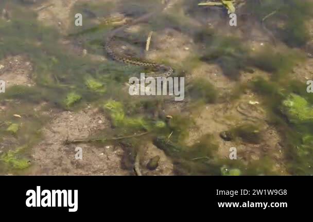 Green water snake Stock Videos & Footage - HD and 4K Video Clips - Alamy