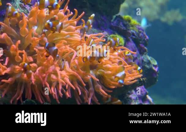 Funny clown fish sea Stock Videos & Footage - HD and 4K Video Clips - Alamy