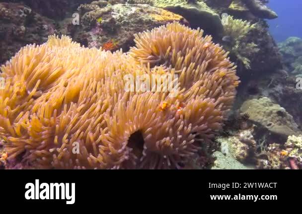 Symbiosis of clownfish and anemones. Fascinating underwater dives off ...