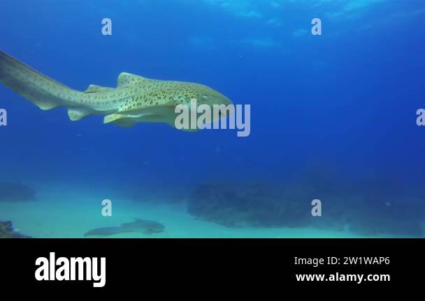Beautiful leopard shark zebra shark Stock Videos & Footage - HD and 4K ...