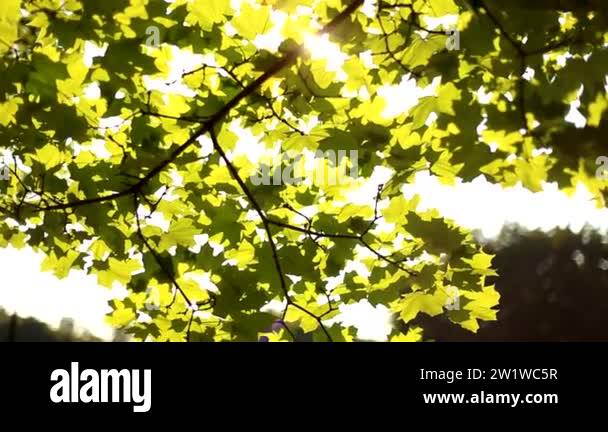 Summer sun Stock Videos & Footage - HD and 4K Video Clips - Alamy