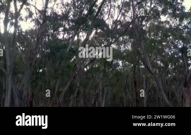 Australian rainforest fly Stock Videos & Footage - HD and 4K Video ...
