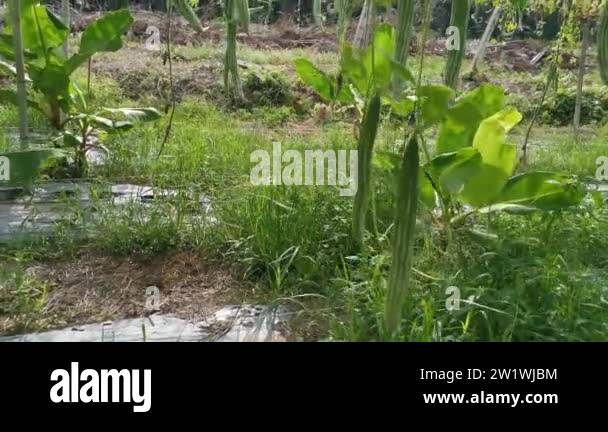 Vegetable snake Stock Videos & Footage - HD and 4K Video Clips - Alamy