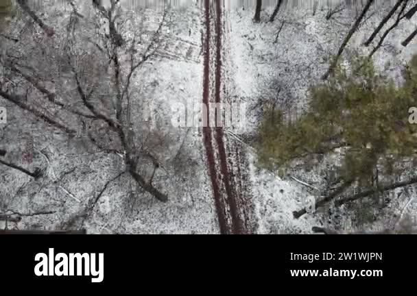 Pine trees forest at winter. Winter park from drone top view. Forest ...