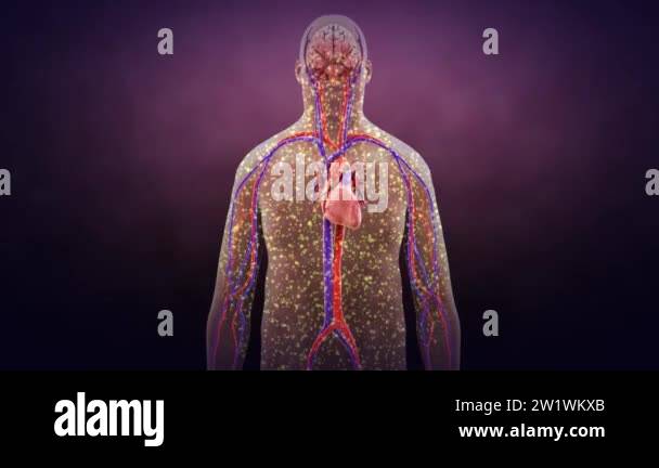 Illustration of bacteria in the body on fat man Stock Video Footage - Alamy