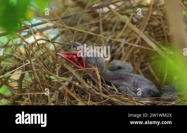 Baby crow is lying in the nest and hatching waiting for their mother ...