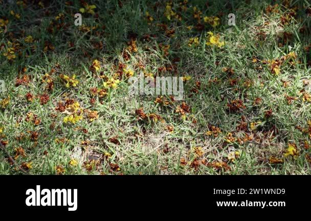 Fallen flowers of Peltophorum pterocarpum, also known as yellow ...