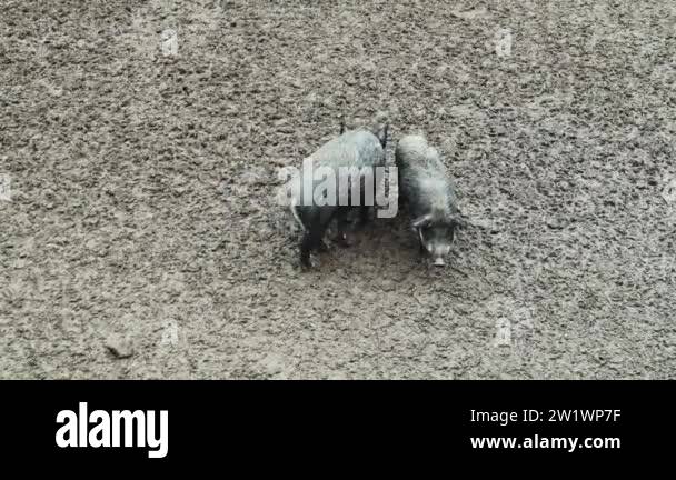 Two wild pigs dig in the mud for food and feed in the forest. An ...