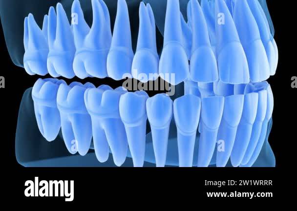 Dental Anatomy of mandibular human gum and teeth, x-ray view. Medically ...