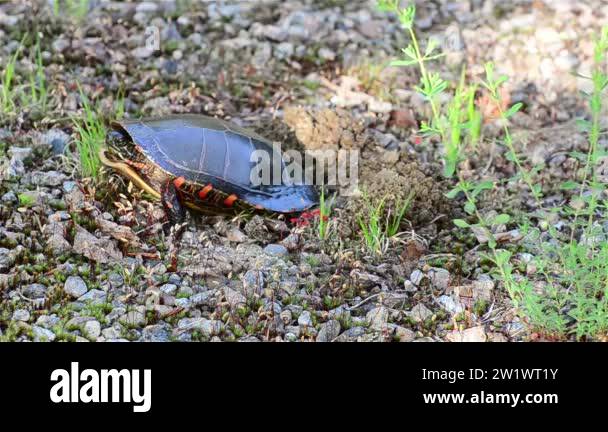 Painted turtle laying eggs in a mossy gravel environment, retracts head ...