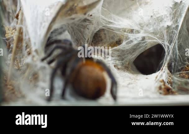 A large spider climbs into a hole in the web. Macro. House of pests ...