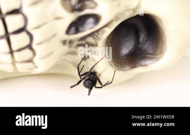 Eye socket skull Stock Videos & Footage - HD and 4K Video Clips - Alamy