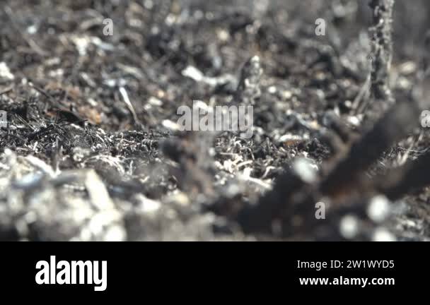 Wild fire killed insects, small reptiles and slugs, Macro view of ...