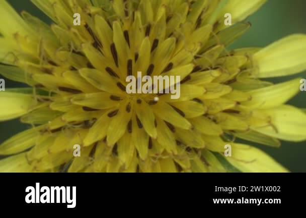 Golden ratio flower Stock Videos & Footage - HD and 4K Video Clips - Alamy