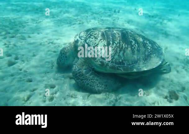 Turtle. A turtle at the bottom of the sea eats algae. Red sea. Egypt ...