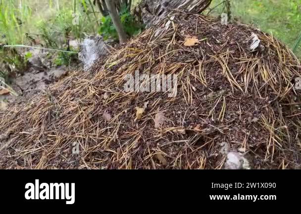 Close up Anthill in the woods. Big anthill with colony of ants in ...