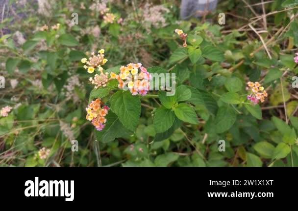 Lantana camara plant Stock Videos & Footage - HD and 4K Video Clips - Alamy
