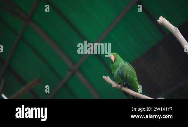Eclectus parrot (Eclectus roratus) sitting on a branch. This beautiful ...