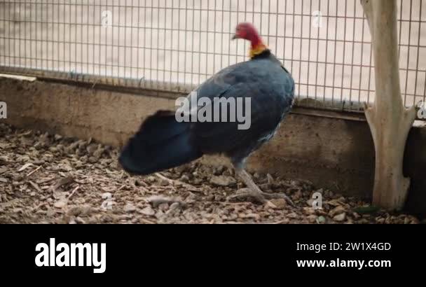 Megapode australian bird Stock Videos & Footage - HD and 4K Video Clips ...