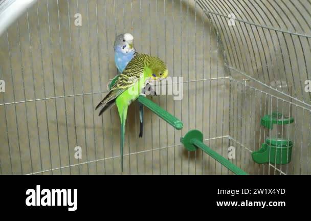 Two multi-colored parrots. Blue and green parrot sit together. Parrots ...