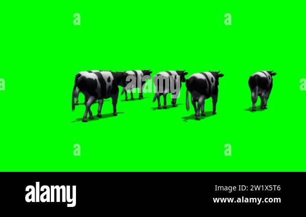 Small herd cows run away from camera - green screen 3 Stock Video ...