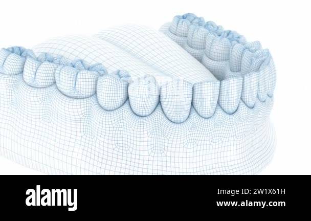 Morphology of mandibular human gum and teeth. Wire 3d model animation ...