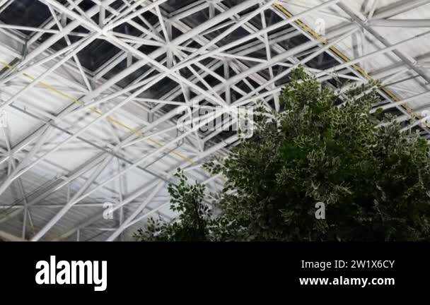 Tree structure background Stock Videos & Footage - HD and 4K Video ...