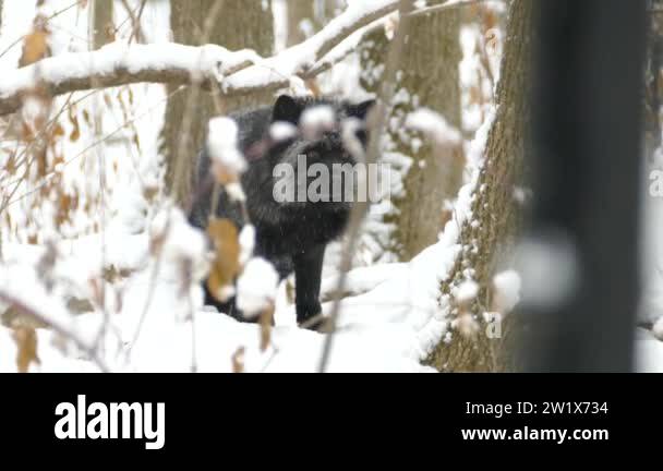 Canine beast Stock Videos & Footage - HD and 4K Video Clips - Alamy