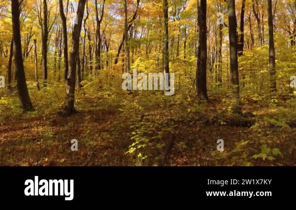 Few leaves falling down from trees in fall filmed by slowly moving ...