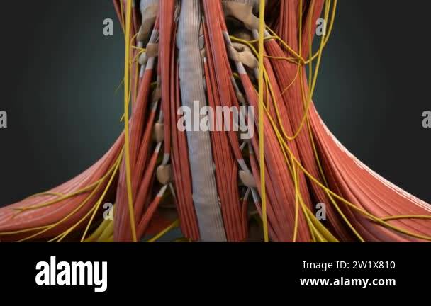 Muscles of the neck attach to the skull, hyoid bone, clavicles and the ...