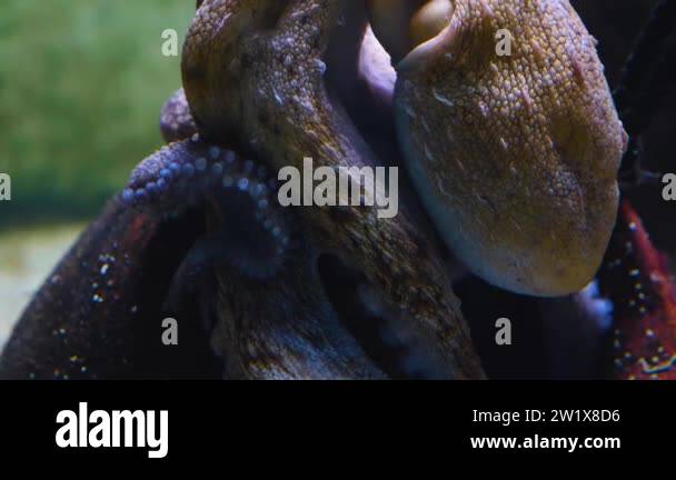 Close up of octopus head resting on the sea ground Stock Video Footage ...