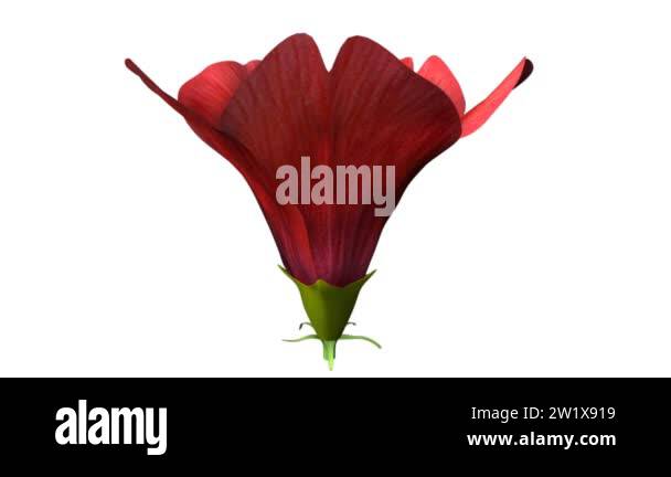 Flower fertilization cell Stock Videos & Footage - HD and 4K Video ...